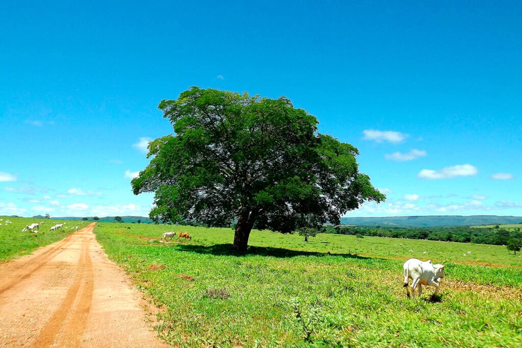 O que fazer em Paracatu: descubra tudo sobre a cidade mineira